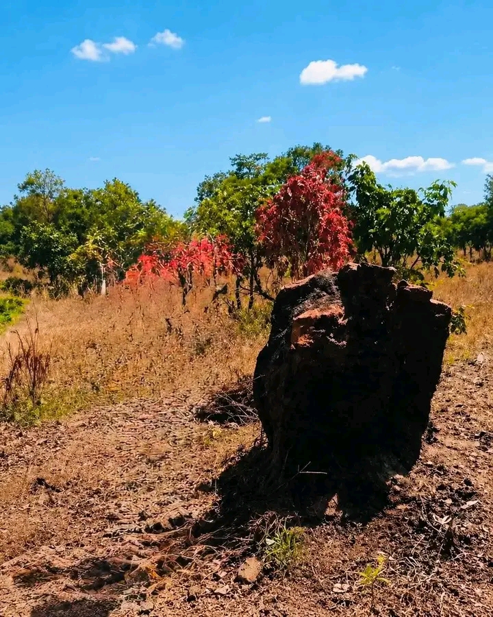 Drama in Chibombo After Family Dispute Over Land Takes an Unexpected ...